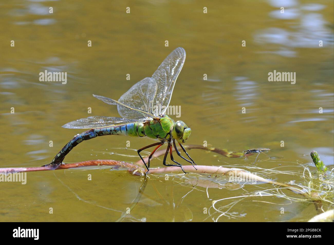Emperor dragonflies (Anax imperator), Other animals, Insects ...