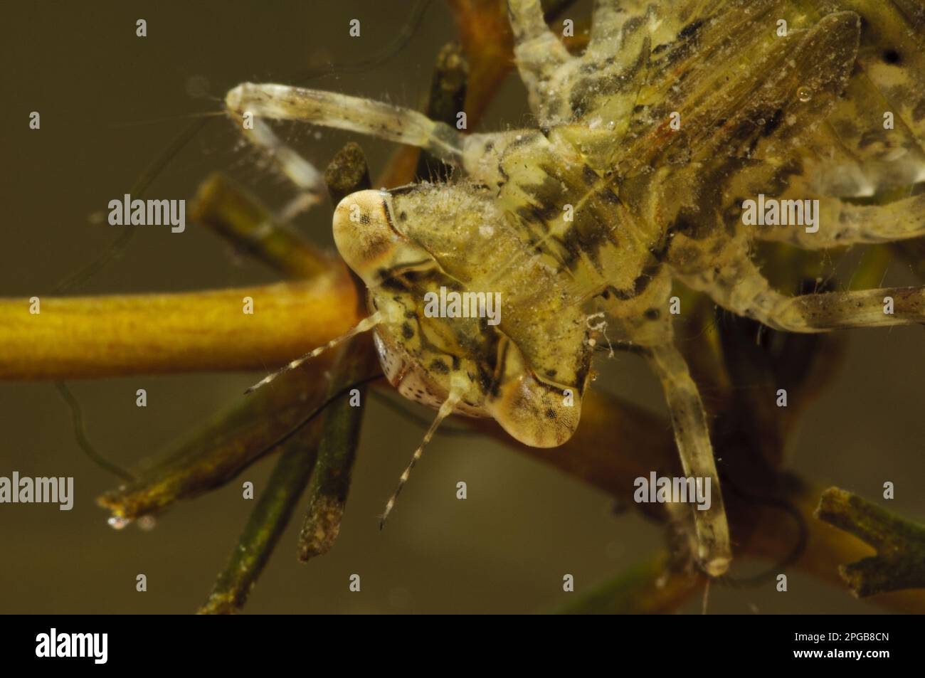 Common common darter (Sympetrum striolatum) nymph, close-up of head ...