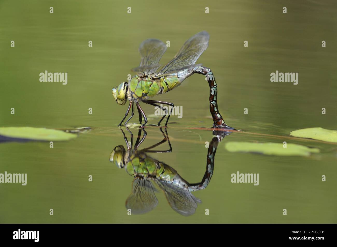 Large damselfly, emperor dragonflies (Anax imperator), Other animals ...