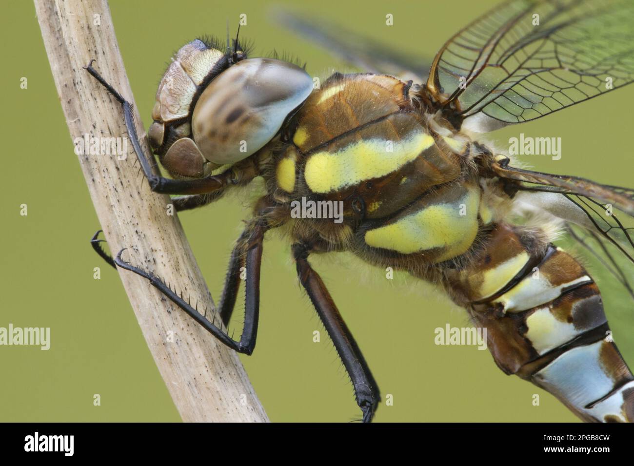 Migrant hawker (Aeshna mixta), Other animals, Insects, Dragonflies ...