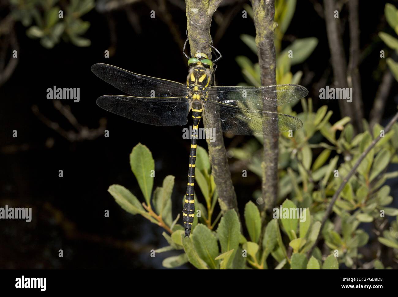 Golden-ringed dragonfly (Cordulegaster boltonii), Two-ringed Dragonfly ...