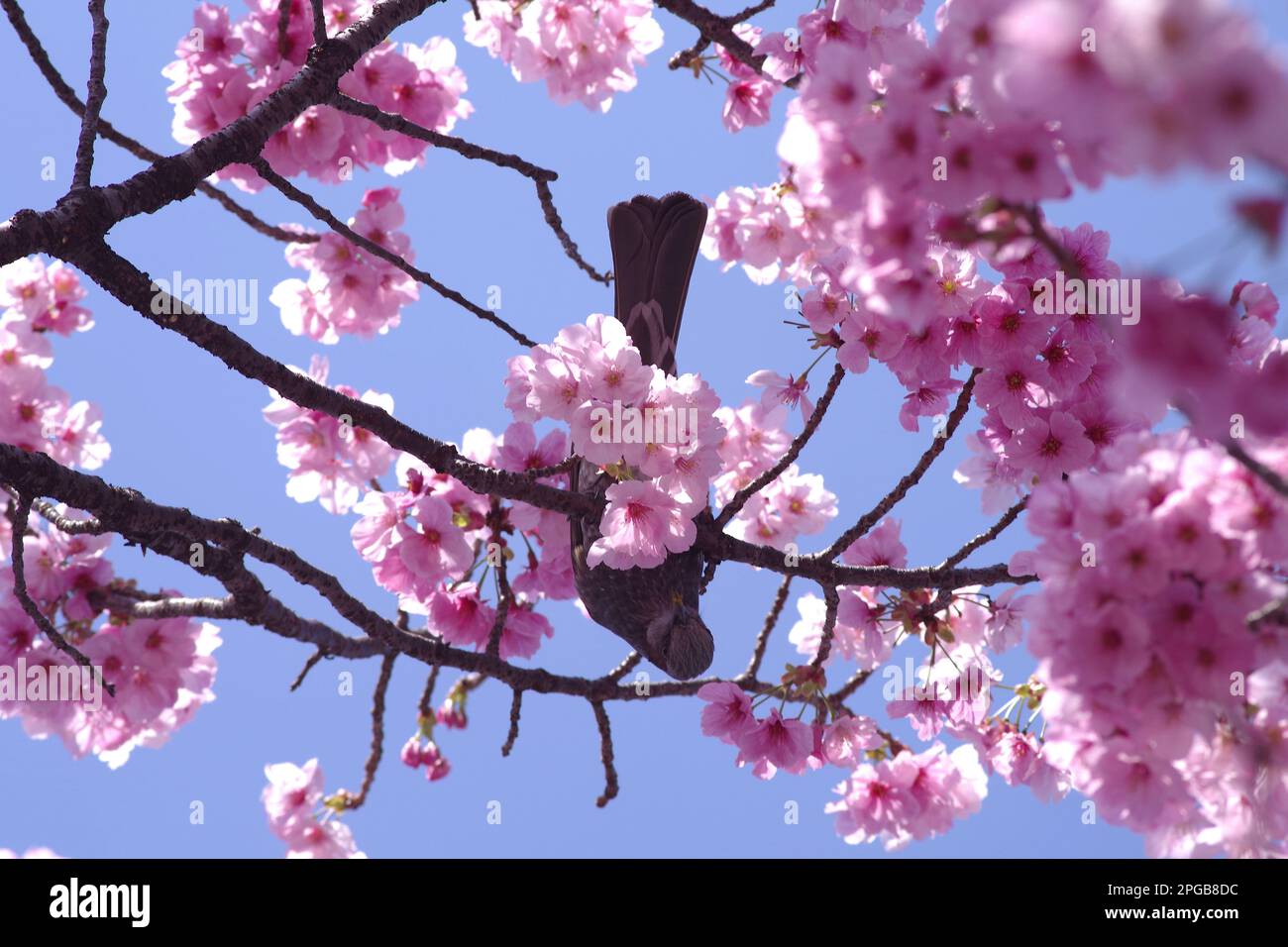 Bird and Cherry Blossoms Stock Photo - Alamy