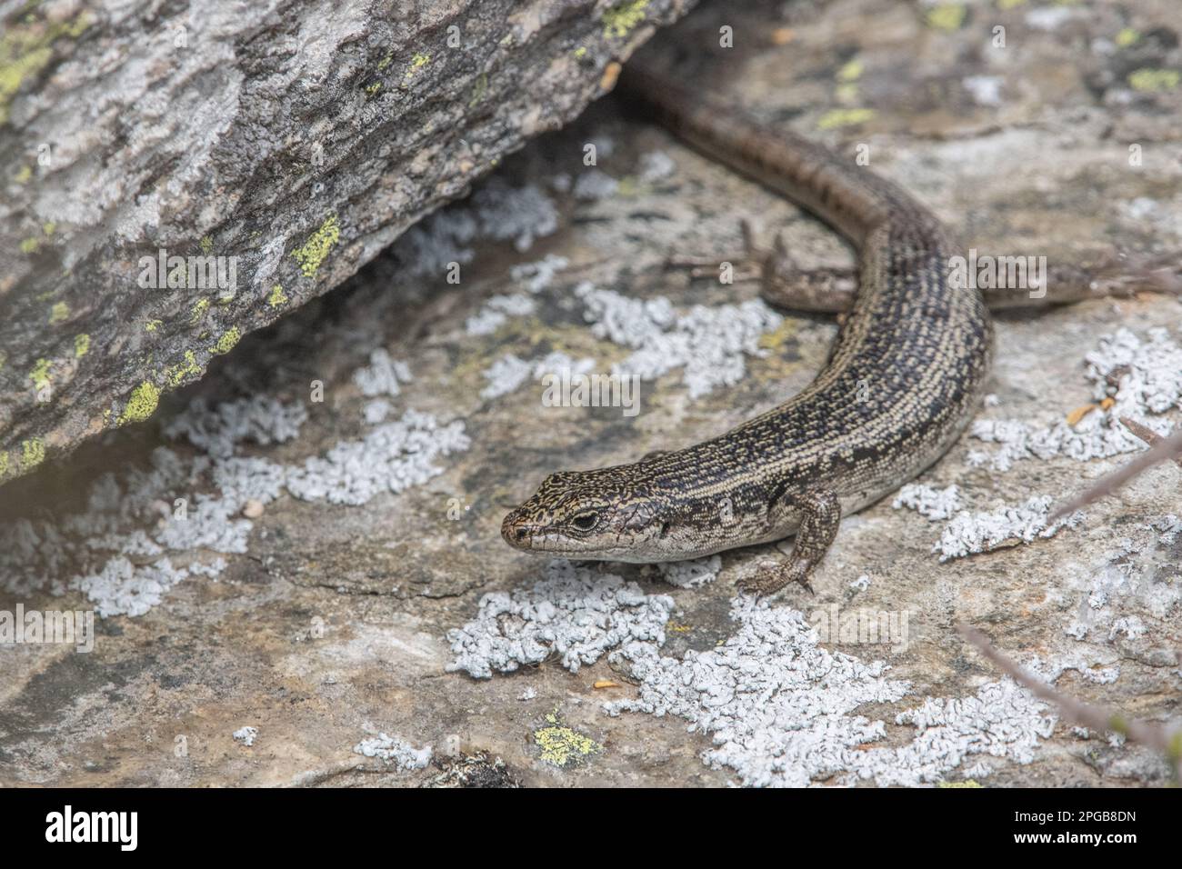 A grand skink (Oligosoma grande) an endangered species of lizard ...