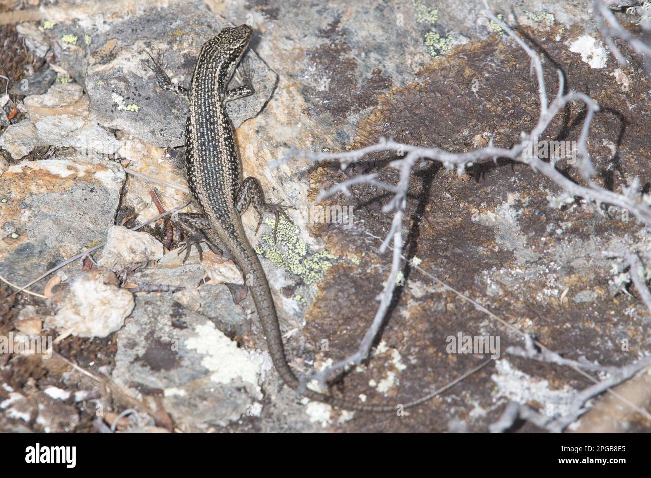 A grand skink (Oligosoma grande) an endangered species of lizard ...