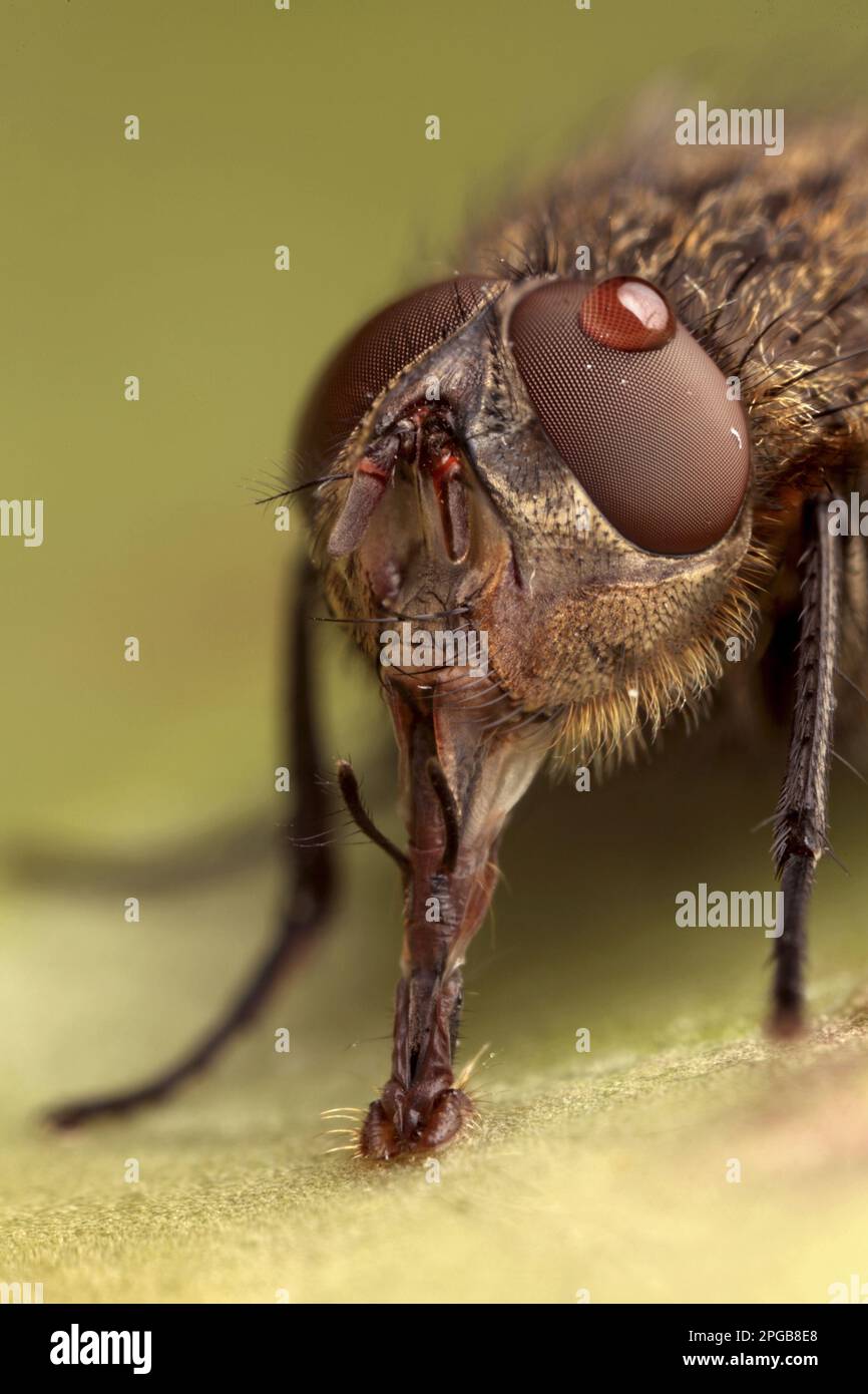 Cluster Fly (Pollenia sp.) adult, close-up of head, feeding, with water ...