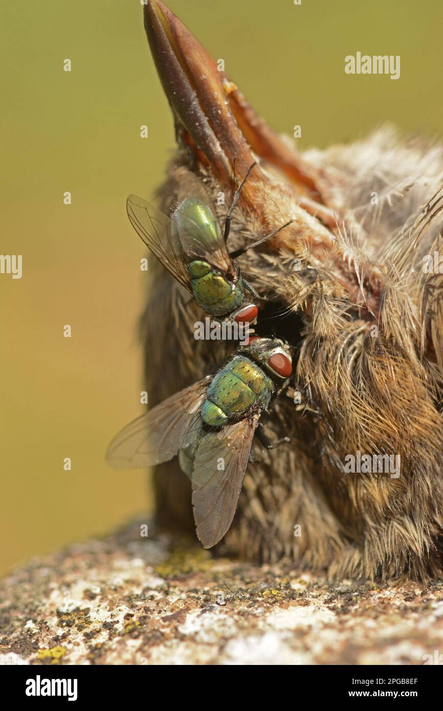 Gold flies hi-res stock photography and images - Alamy