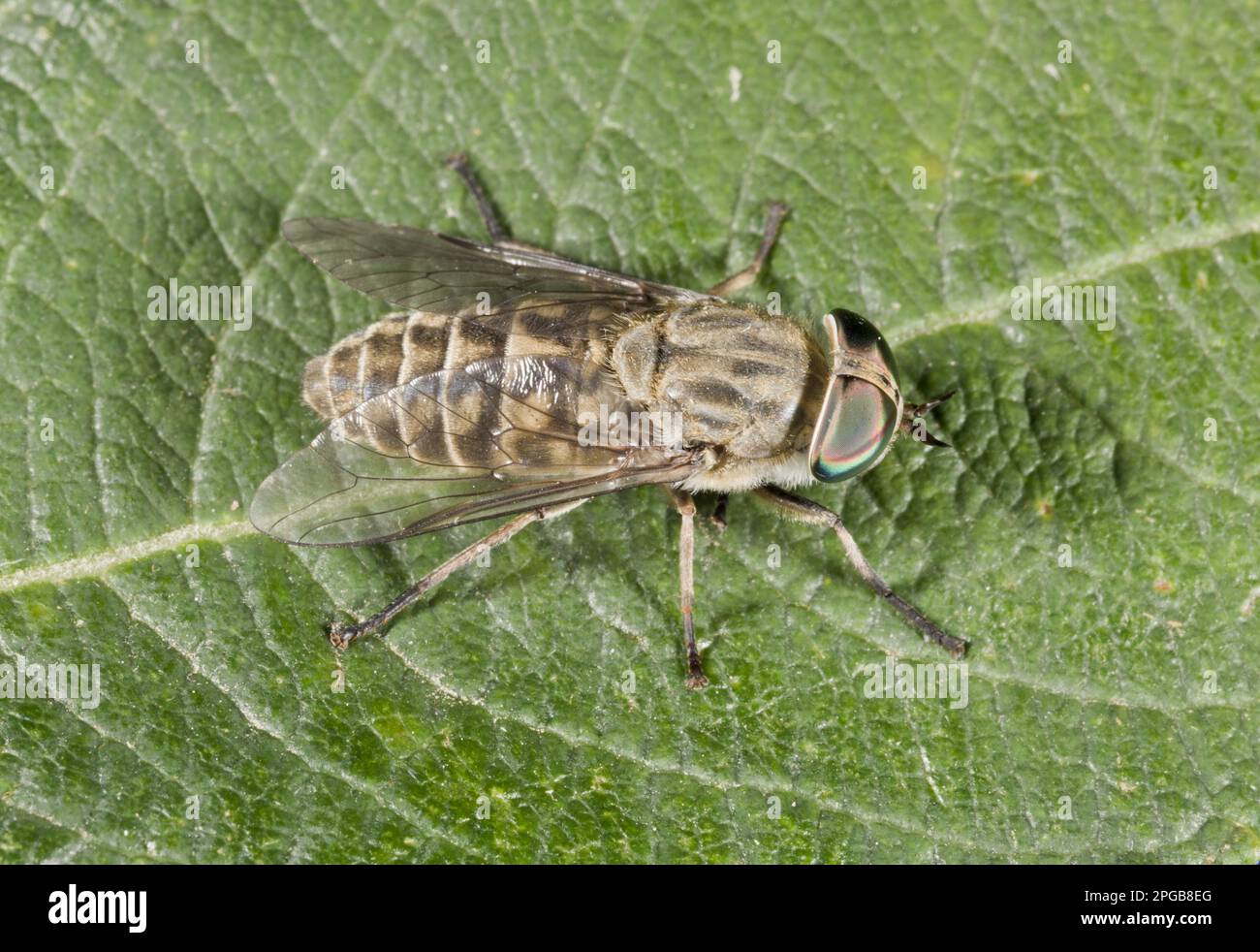 Common gadfly, band-eyed brown horsefly (Tabanus bromius), gadfly ...