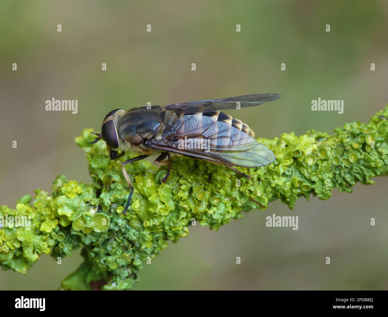 Dark Giant Horsefly (Tabanus sudeticus) adult, resting on lichen ...