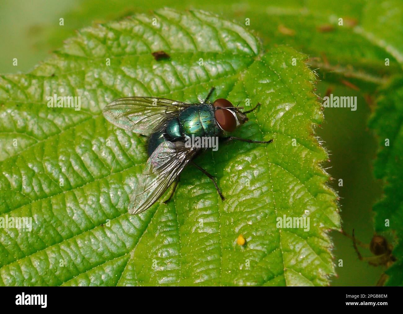 Greenbottle fly lucilia caesar flying hi-res stock photography and ...