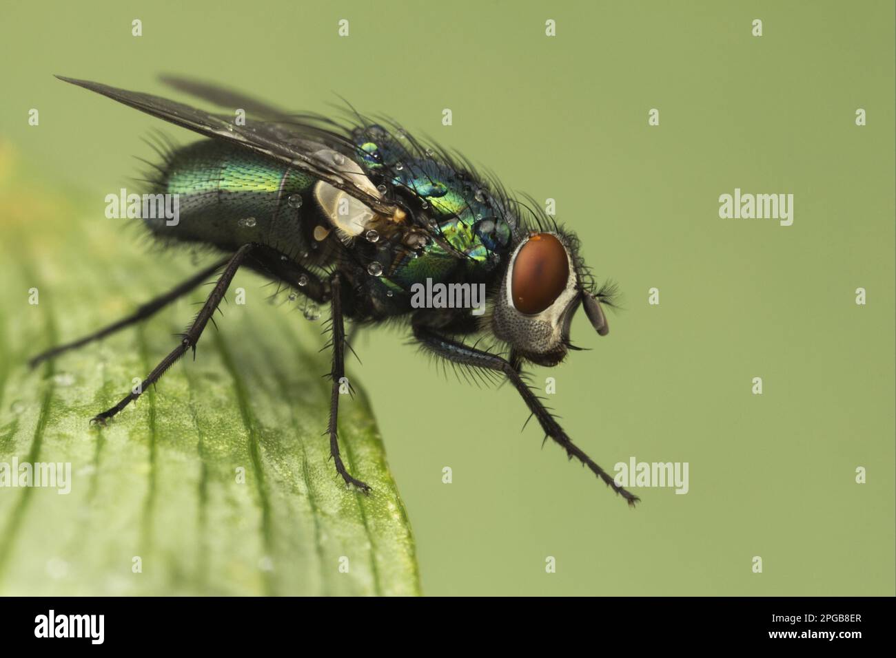 Gold flies hi-res stock photography and images - Alamy