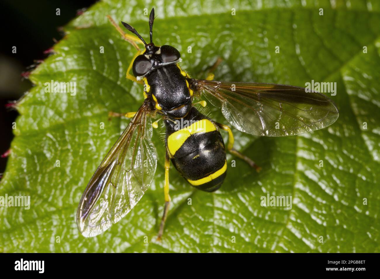 Two-banded Hoverfly (Chrysotoxum bicinctum) adult female, resting on ...