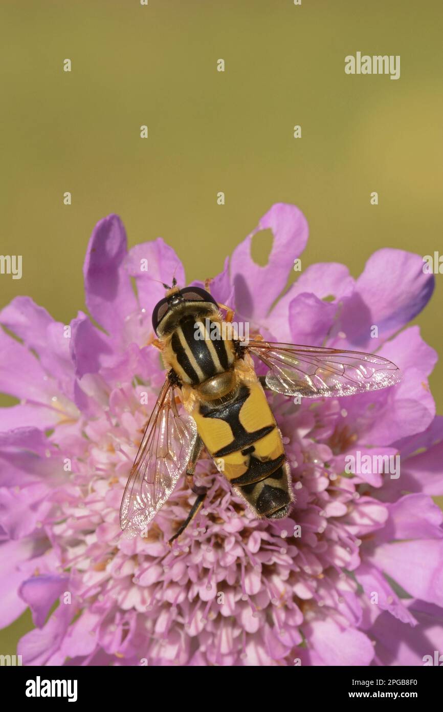 Dangling sunlover (Helophilus pendulus), Common Swamp Hoverfly, Common Swamp Hoverflies ...