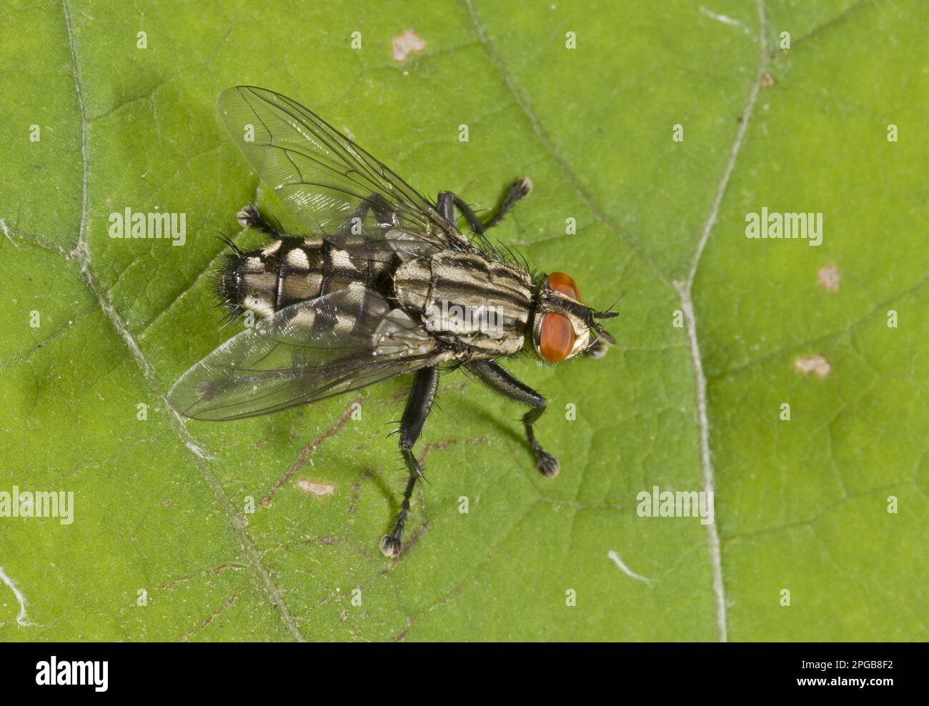 Grey flesh fly, Grey flesh flies (Sarcophaga carnaria), Other animals ...