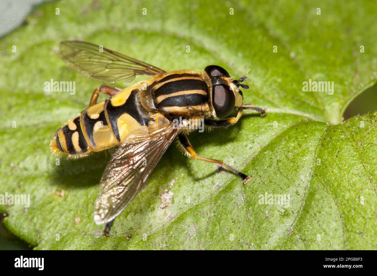 Dangling sunlover (Helophilus pendulus), Common Swamp Hoverfly, Common Swamp Hoverflies ...