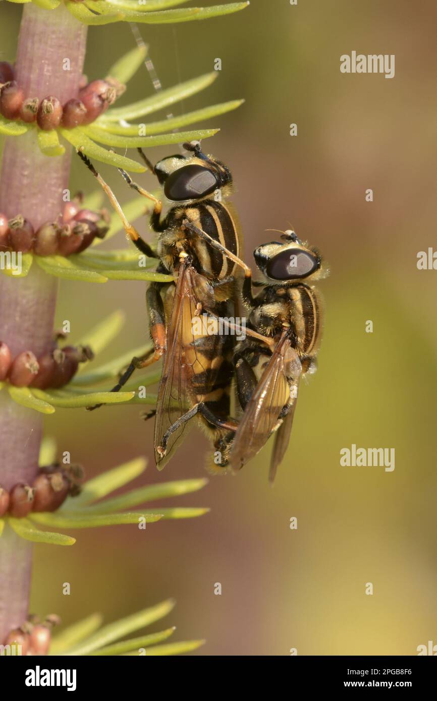 Dangling sunlover (Helophilus pendulus), Common Swamp Hoverfly, Common ...