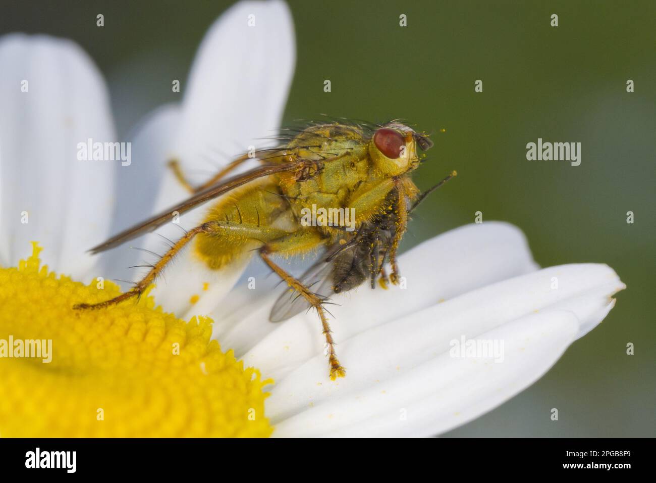 Yellow Dungfly (Scathophaga stercoraria) adult, feeding on fly prey, on ...