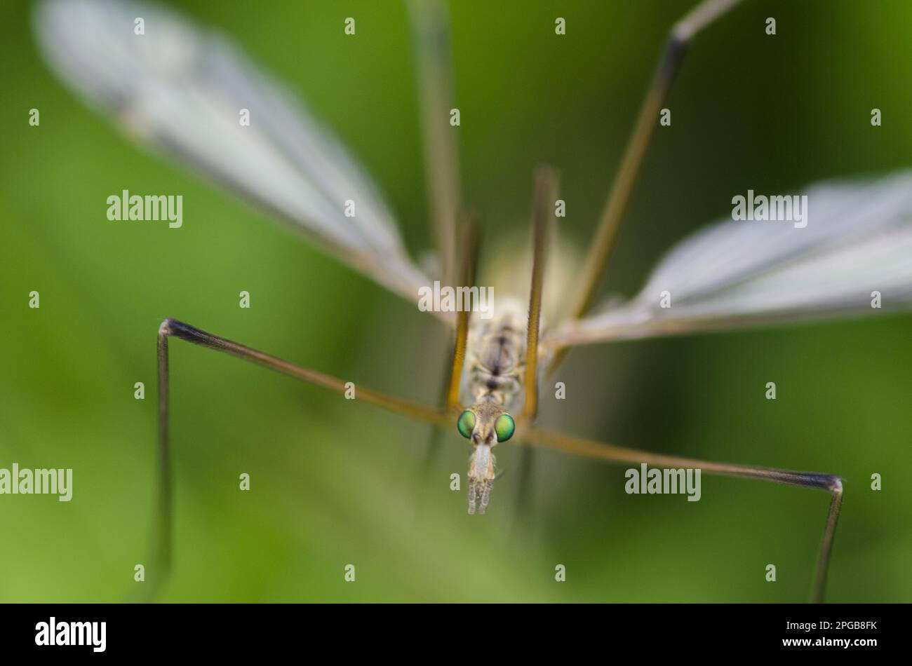 Crane fly (Tipulidae), Other animals, Insects, Animals, Cranefly ...