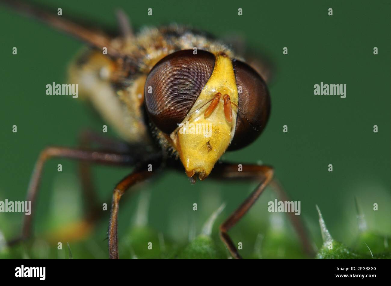 British hoverflies hi-res stock photography and images - Alamy