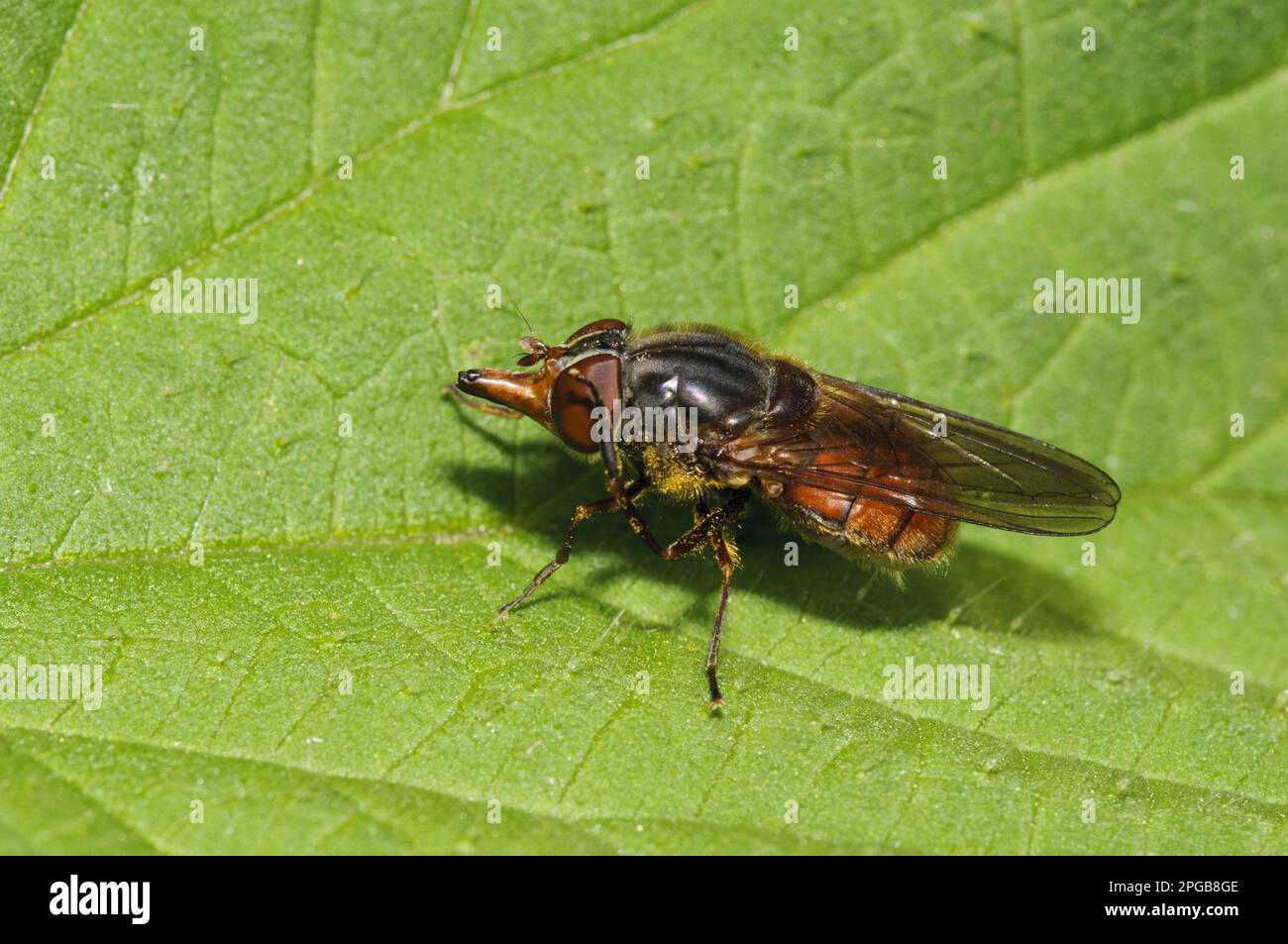 Common snout hoverflies hi-res stock photography and images - Alamy
