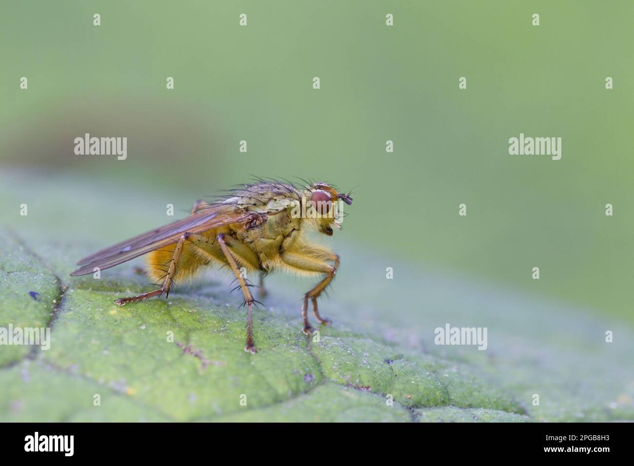 Yellow Dungfly, yellow dung flies (Scathophaga stercoraria), Other ...