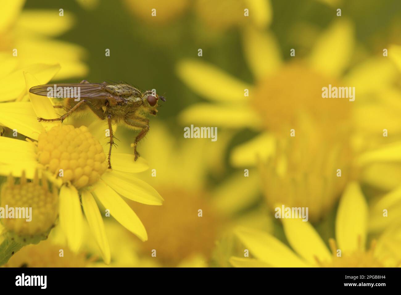 Adult resting on ragwort hi-res stock photography and images - Alamy