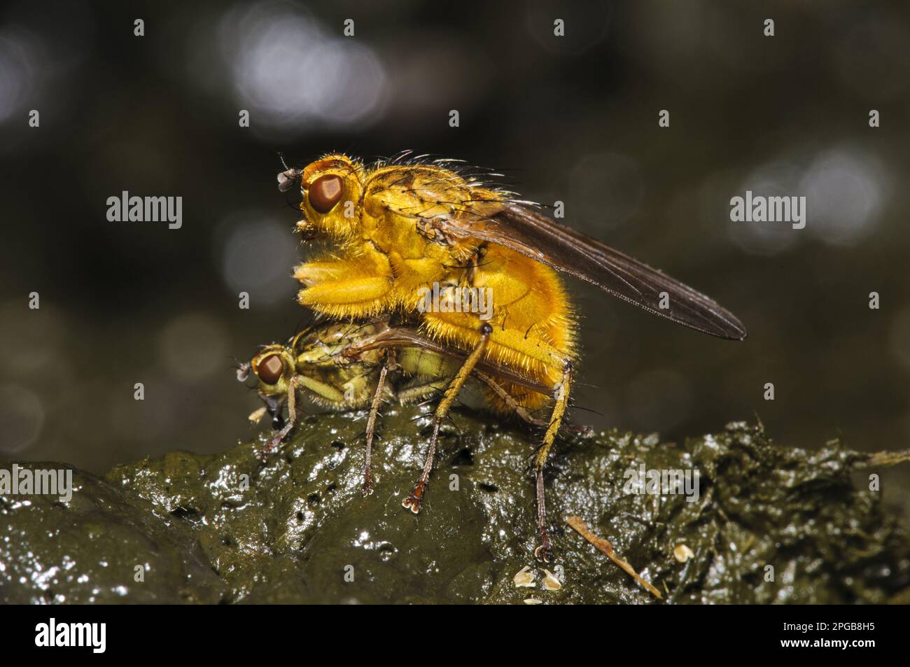 Yellow Dungfly, yellow dung flies (Scathophaga stercoraria), Other ...