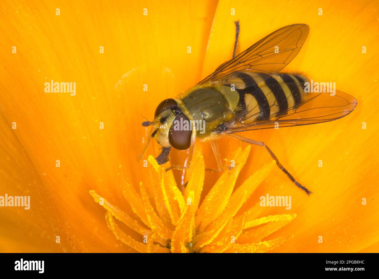 Common Banded Hoverfly (Syrphus ribesii) adult, feeding on Californian ...