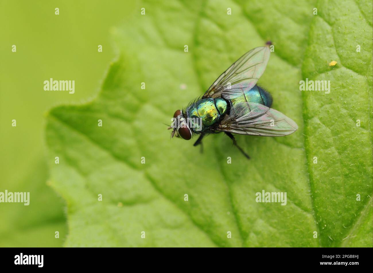 Gold flies hi-res stock photography and images - Alamy