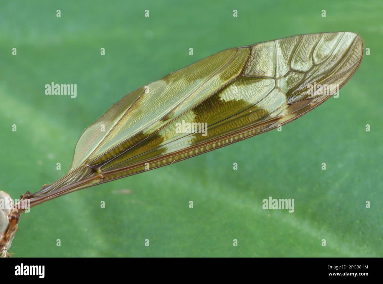 Giant Cranefly (Tipula maxima) adult, close-up of wing, Cannobina ...
