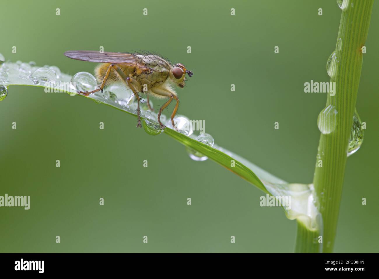 Yellow Dungfly, yellow dung flies (Scathophaga stercoraria), Other ...