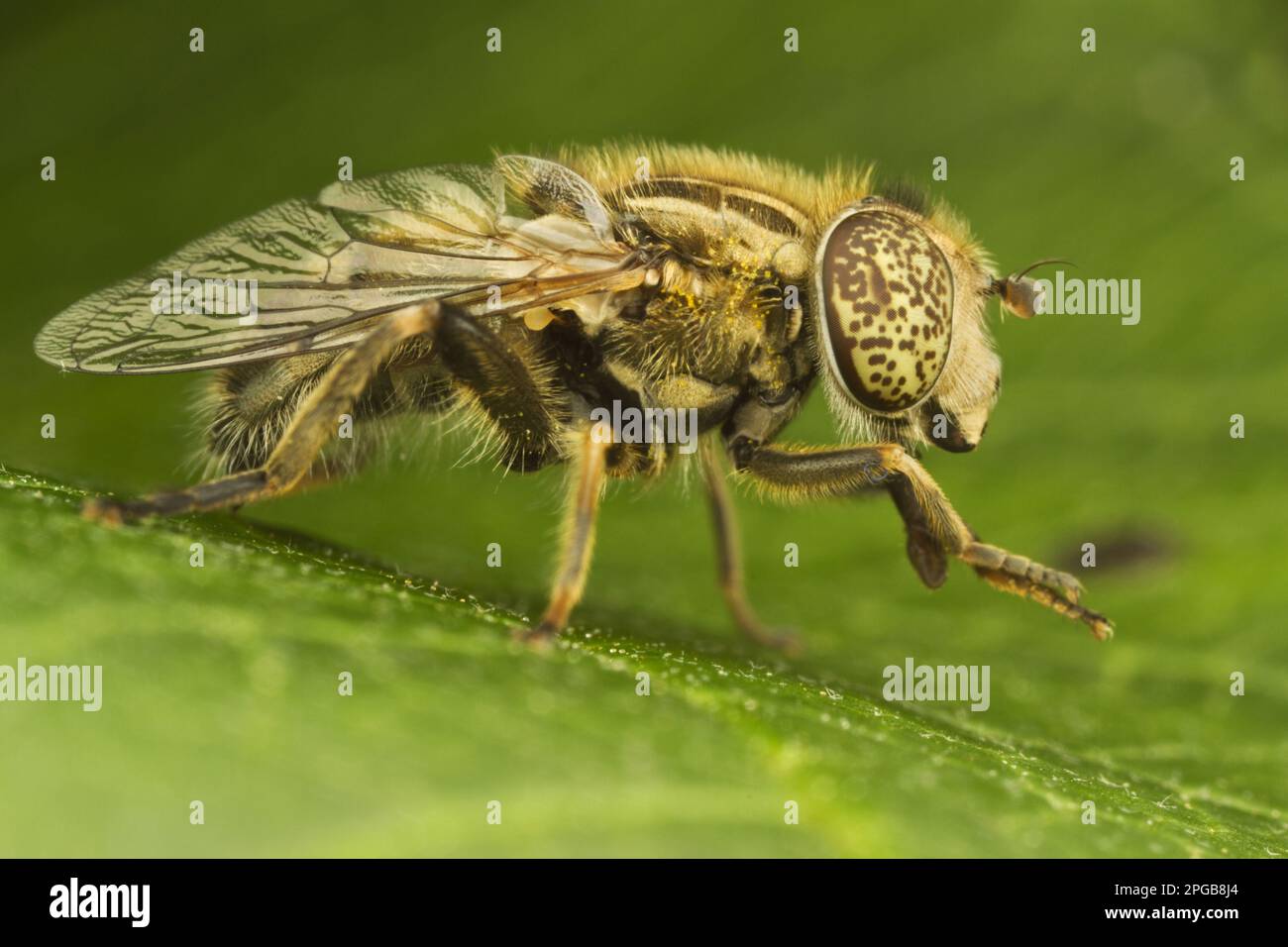 Black Eye Spotted Hoverfly (Syrphidae), Mud Mudfly, Black Eye Spotted Hoverfly, Mud Mudfly ...