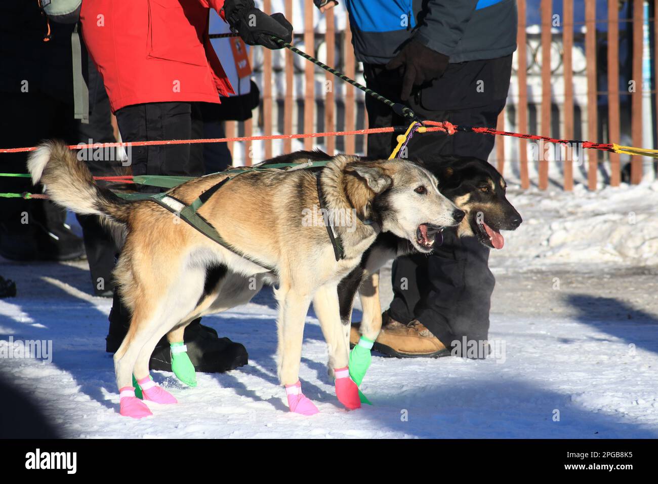 2023 iditarod hi-res stock photography and images - Alamy