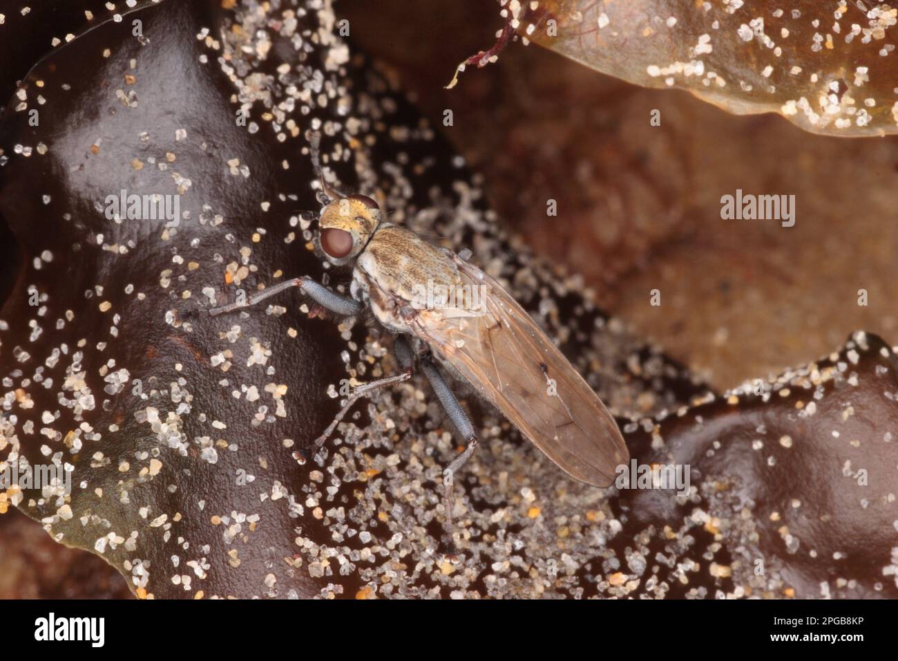 Beach fly, Beach flies, Other animals, Insects, Animals, Seaweed Fly ...