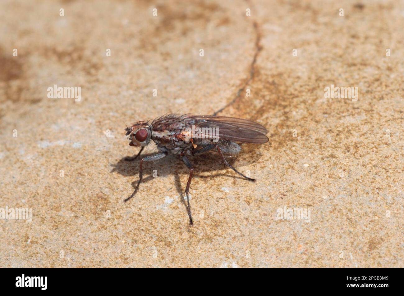 Adult seaweed fly (Fucellia maritima) resting on a boulder, Kimmeridge ...