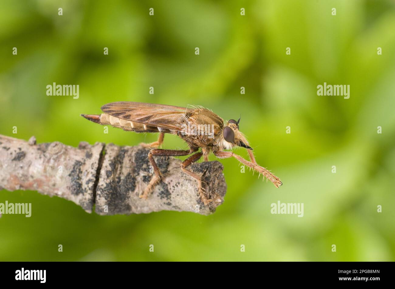Robber Fly Larvae