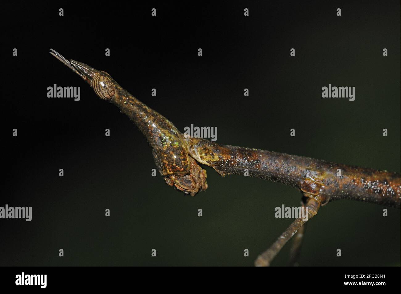 Primeval insects hi-res stock photography and images - Alamy