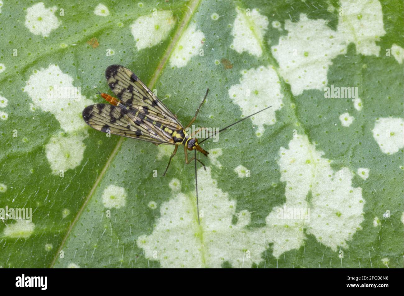 Common Scorpionfly (Panorpa communis) adult female, resting on leaf ...