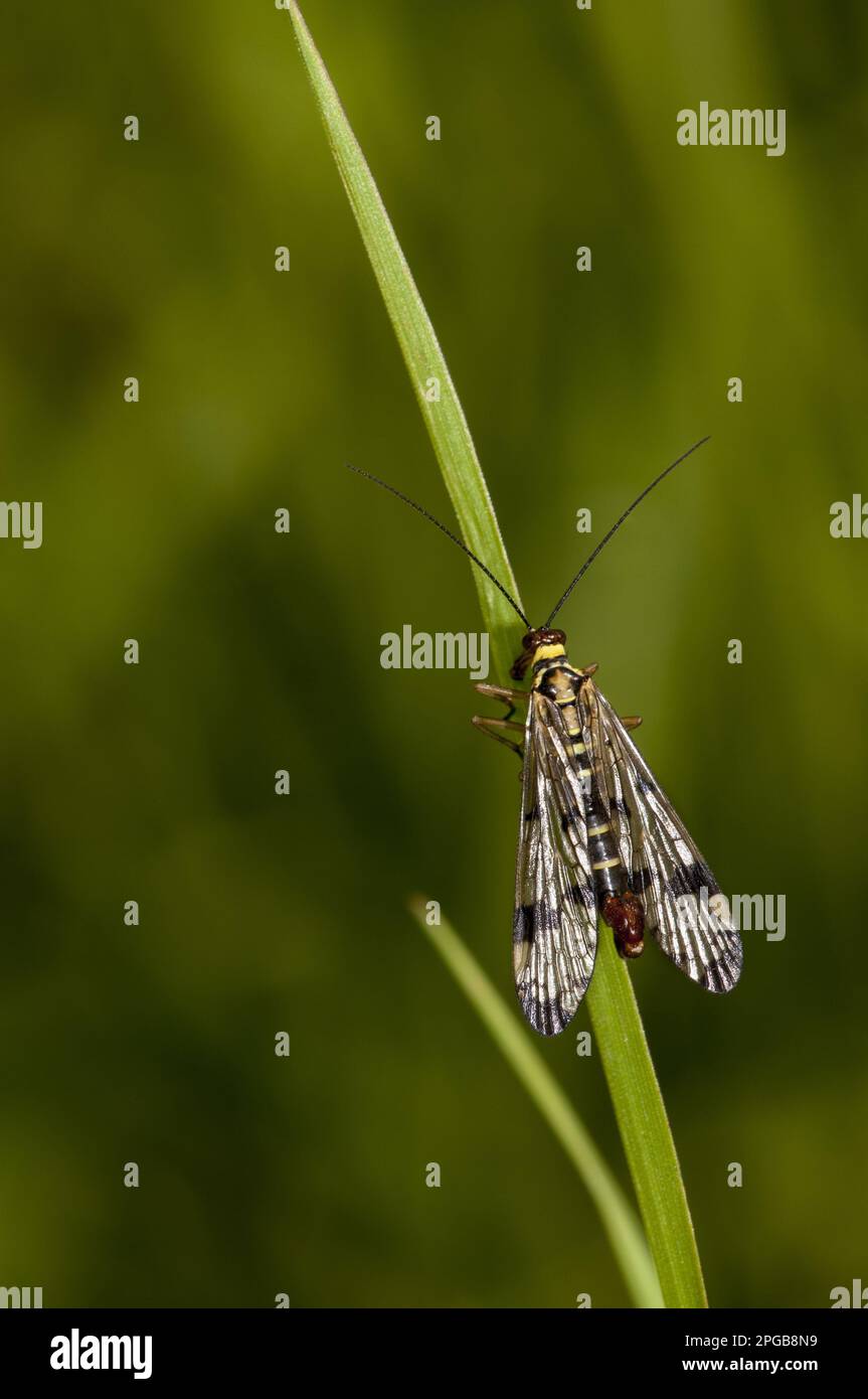 Common Scorpionfly, common scorpionflies (Panorpa communis), Beak Fly ...