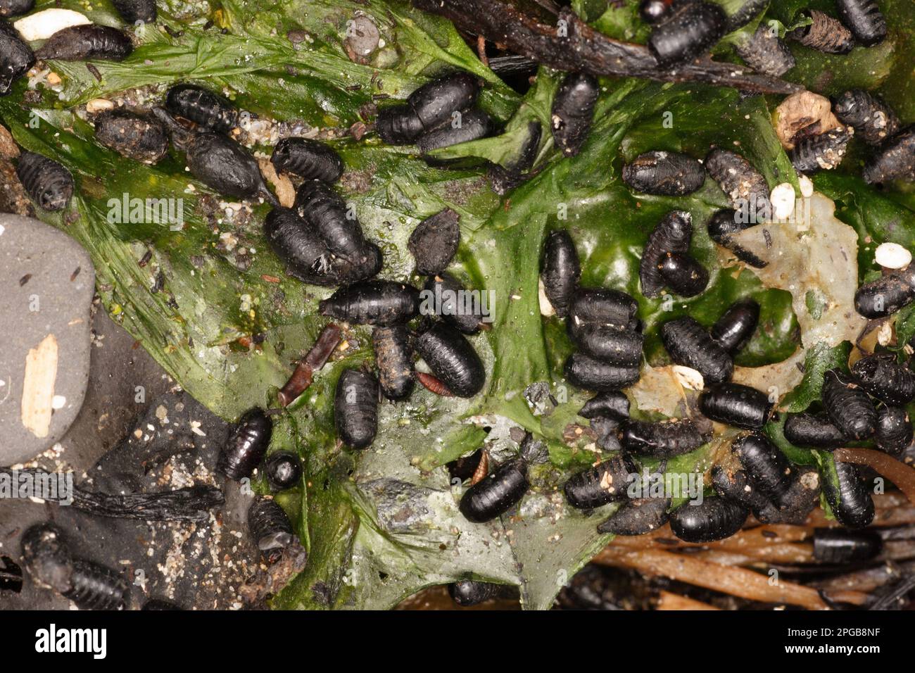 Pupae of the kelp fly (Fucellia maritima), in rotting seaweed on a ...