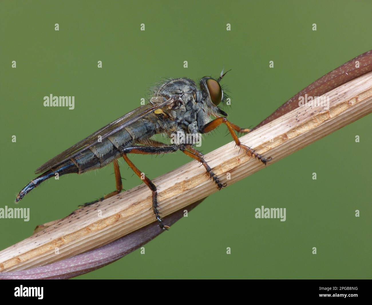 Male kite tailed hi-res stock photography and images - Alamy