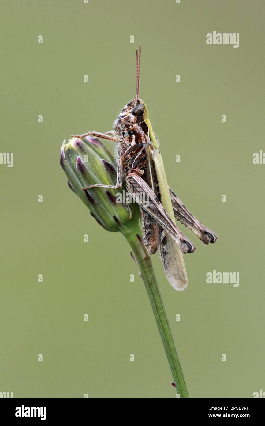 Common field grasshopper (Chorthippus brunneus) Brown Grasshoppers ...