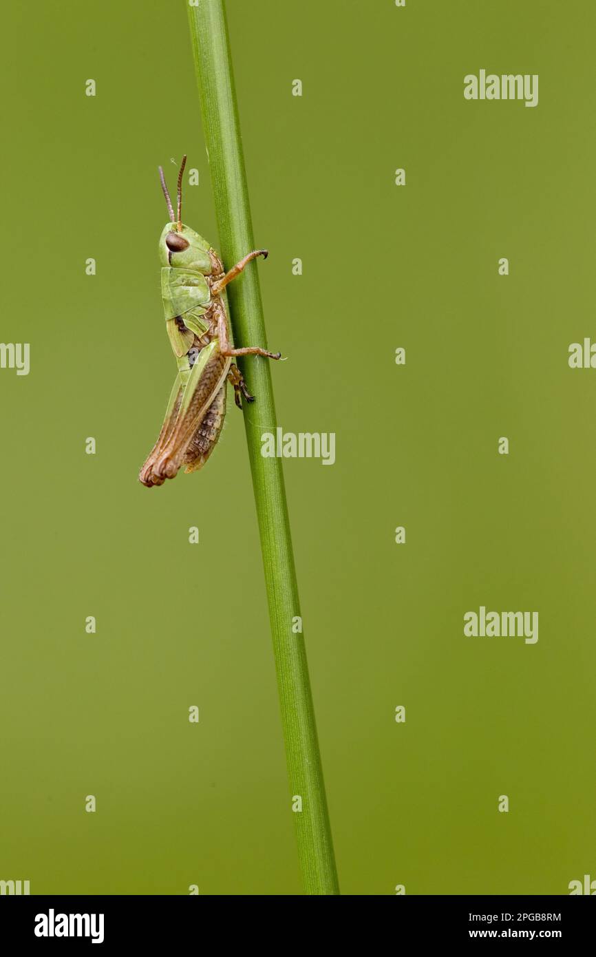 Meadow Grasshopper (Chorthippus parallelus) nymph, resting on blade of ...