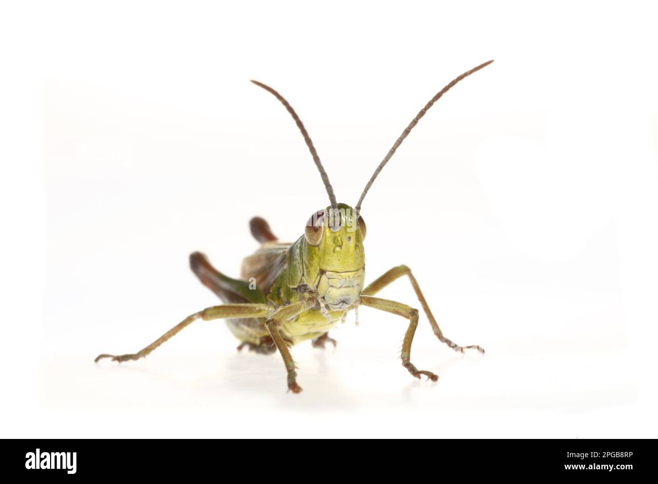 Meadow grasshopper (Chorthippus parallelus), Common Grasshopper, Other ...