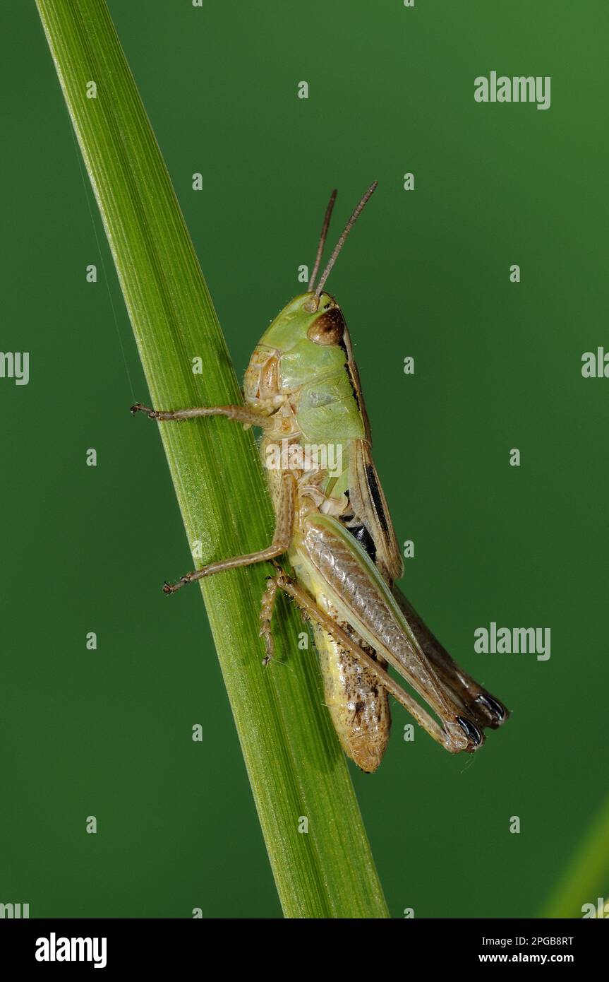 Meadow grasshopper (Chorthippus parallelus), Common Grasshopper, Common ...