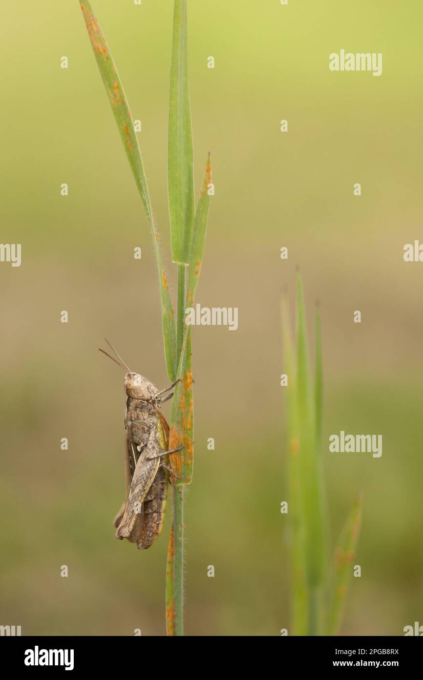 Common Field Grasshopper (Chorthippus brunneus) adult, resting on grass ...