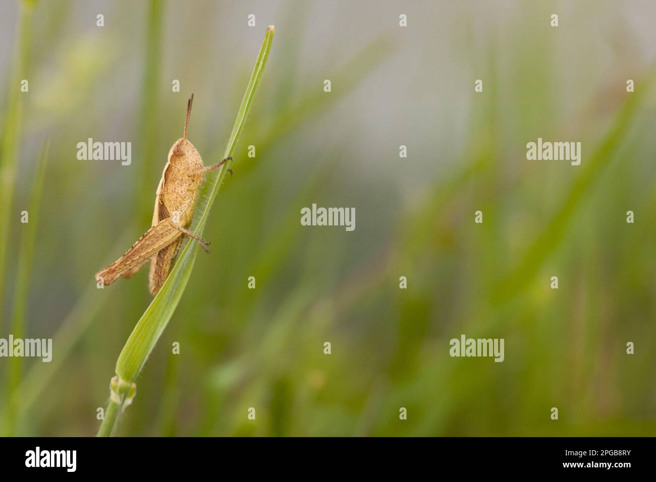 Common Field Grasshopper (Chorthippus brunneus) nymph, resting on grass ...