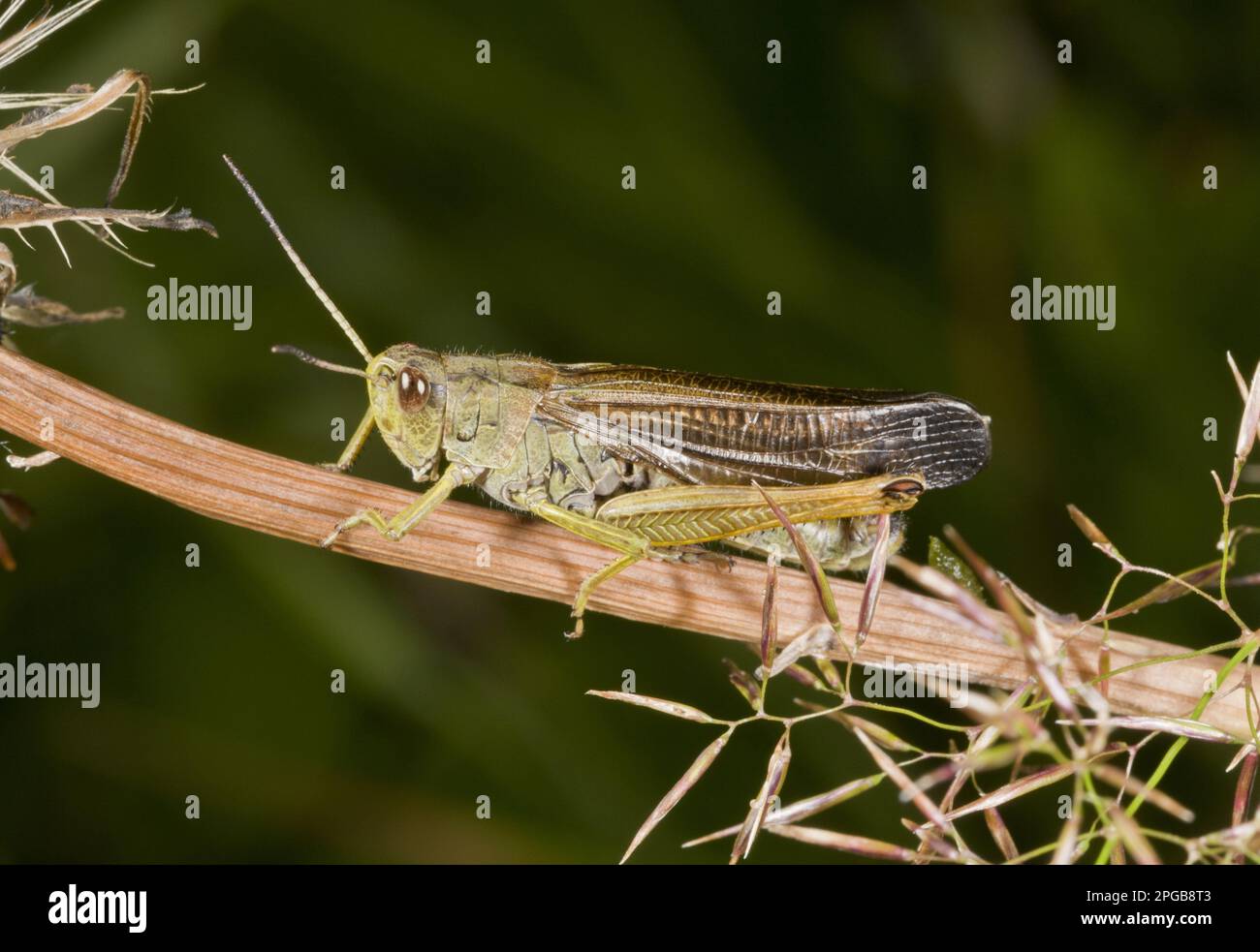 Large mountain grasshopper (Stauroderus scalaris), Other animals ...