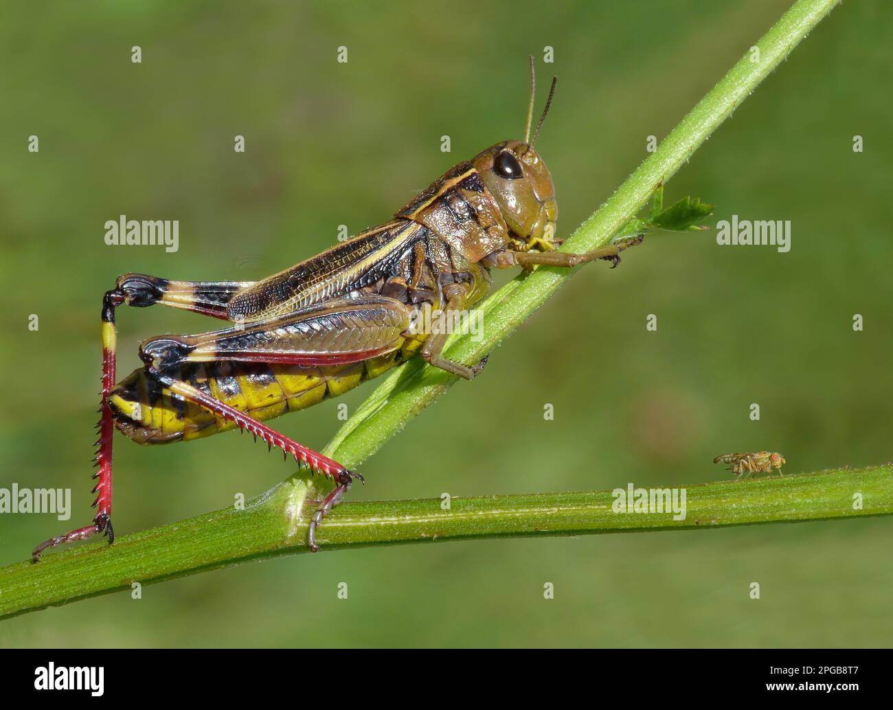 Large Banded Grasshopper (Arcyptera fusca) adult female, resting on ...