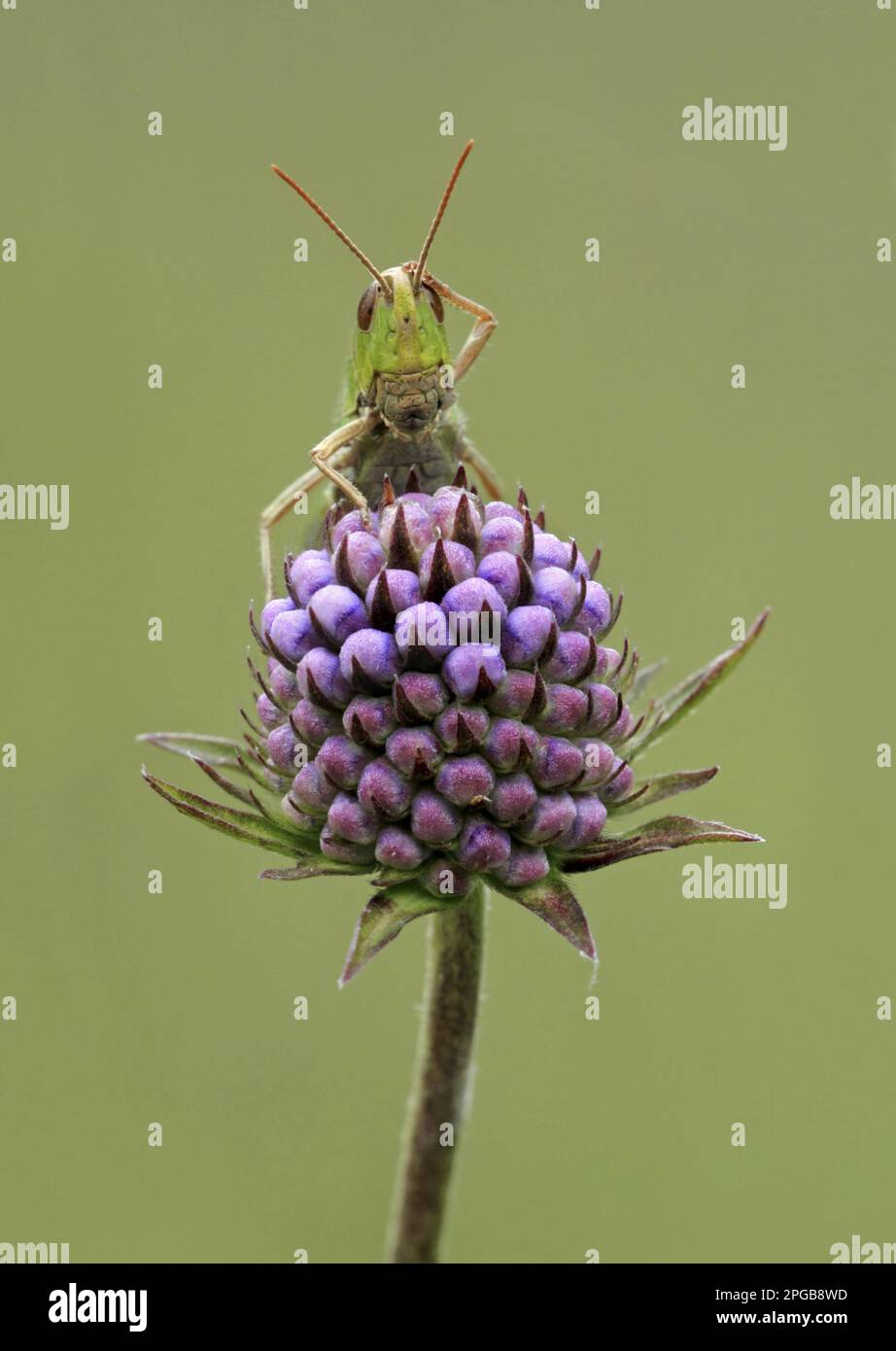 Lesser marsh grasshopper (Chorthippus albomarginatus), White-edged ...