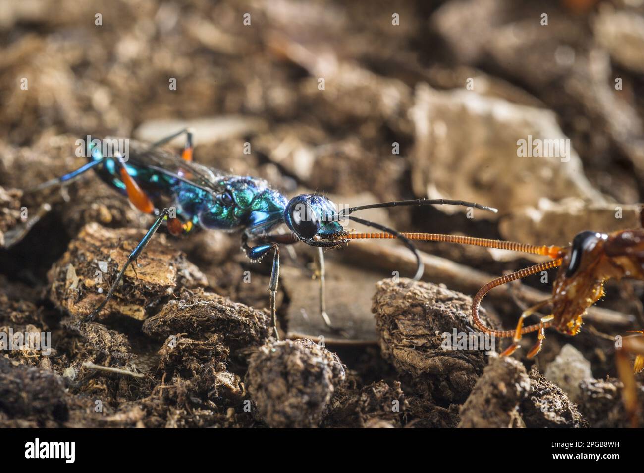 Emerald cockroach wasp (Ampulex compressa), adult female, leading ...